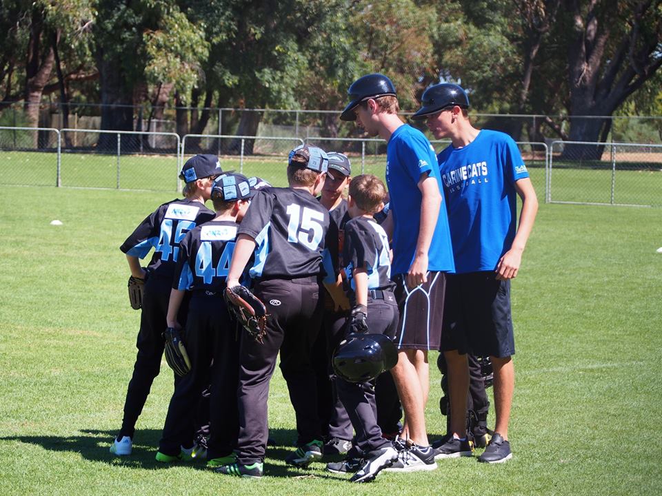 News – Carine Cats Baseball